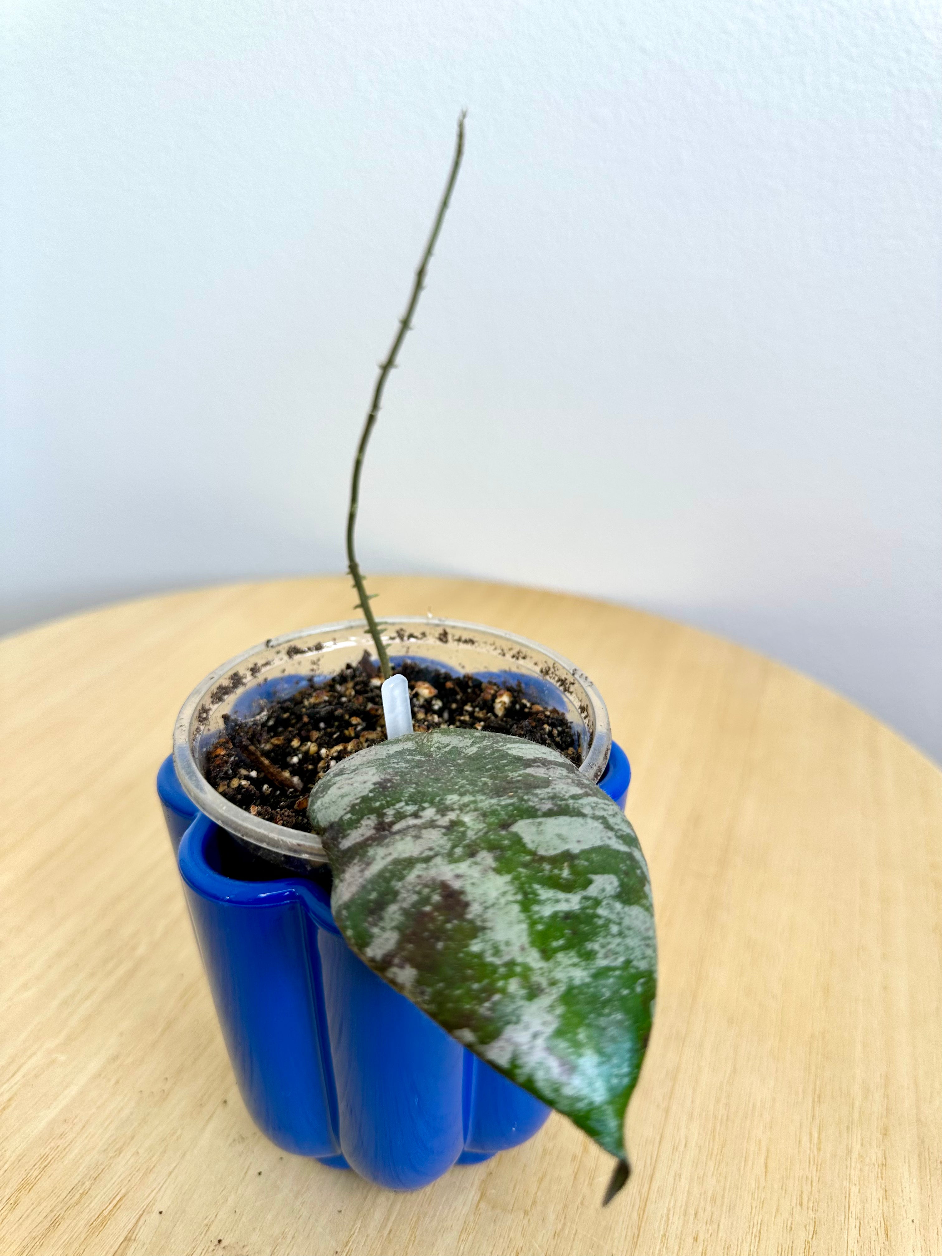 Products – Happy Roots 605