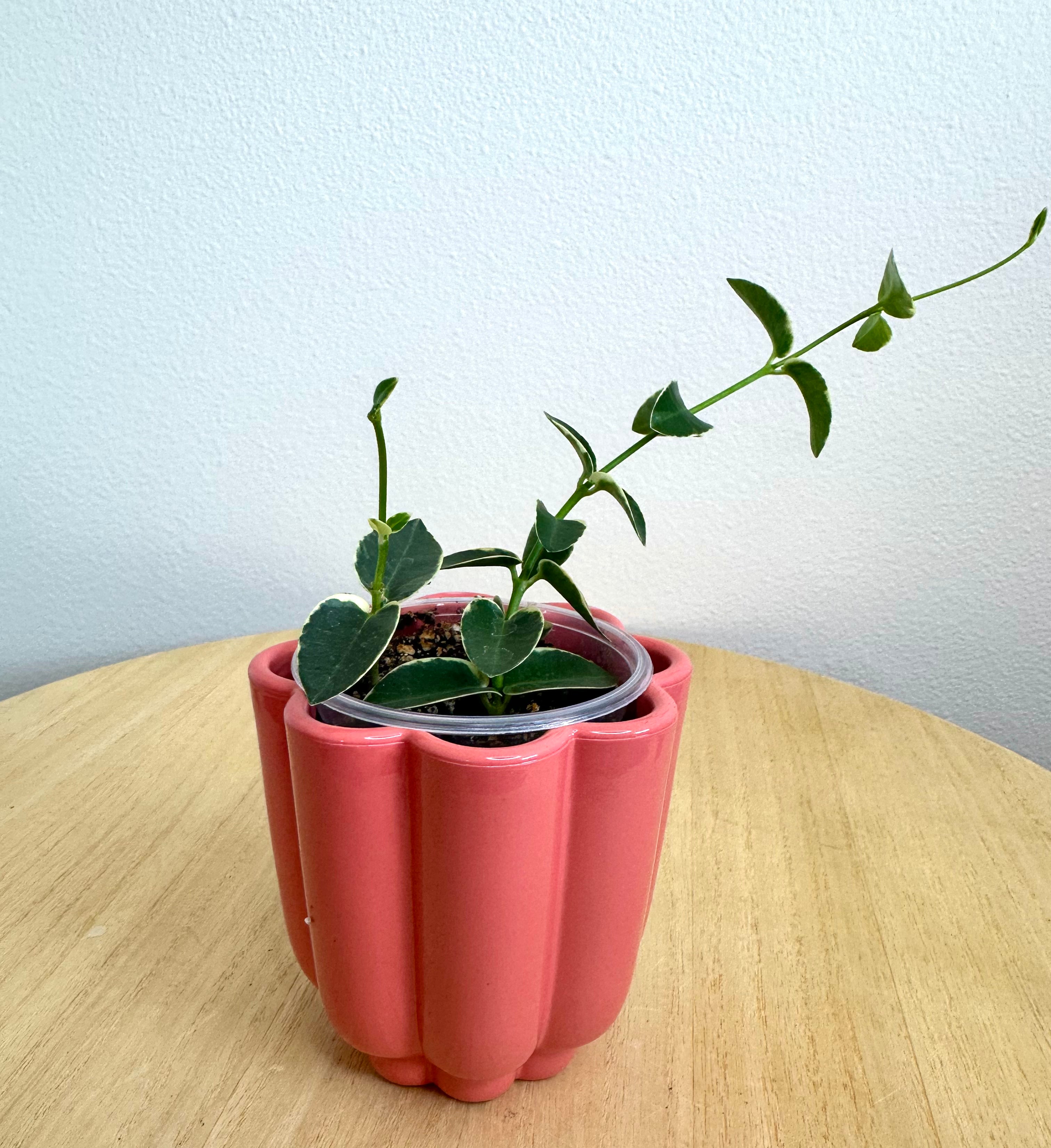 Products – Happy Roots 605